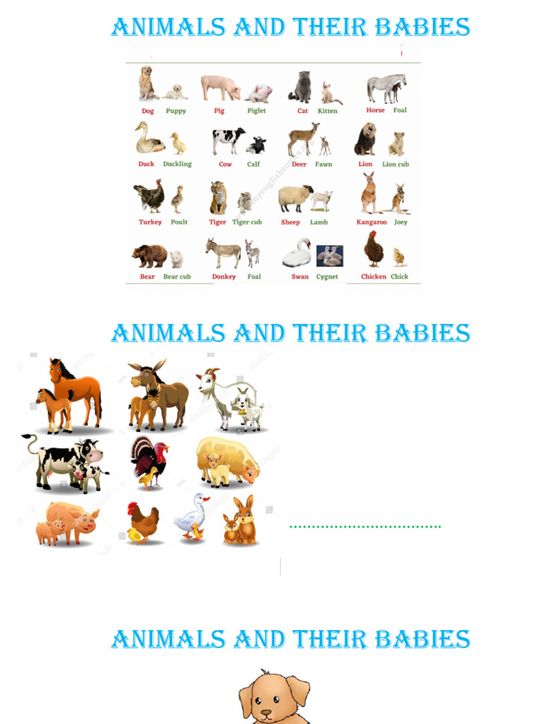 Interact - ANIMALS AND THEIR BABIES | PDF