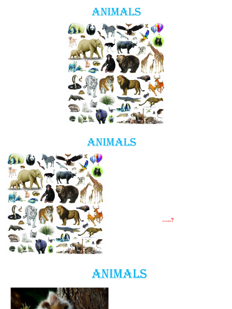 Interactive Template Animails | PDF