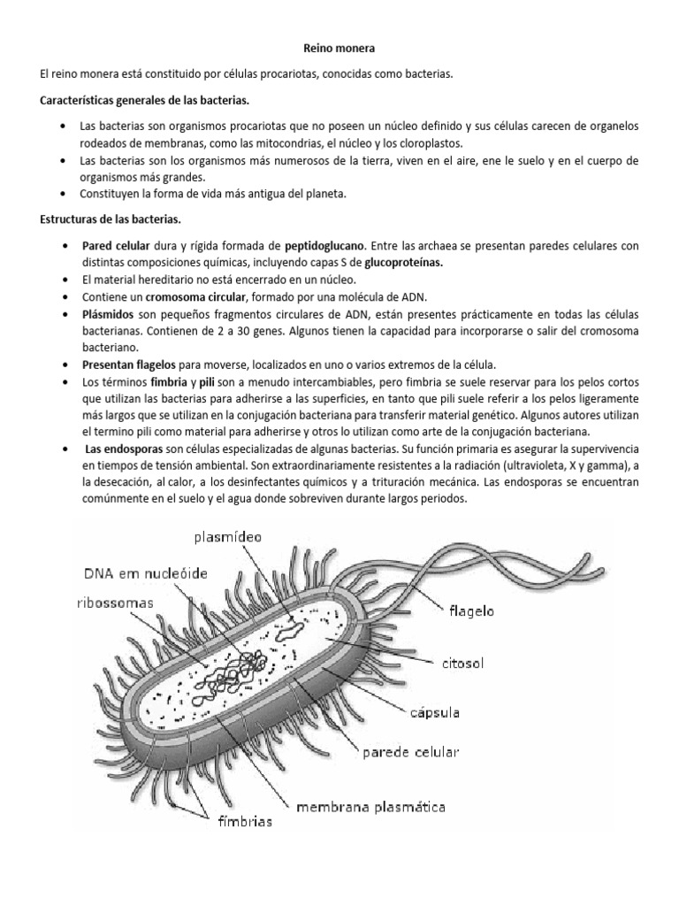 Plan Reino Monera. 1. Biologiaaa | PDF