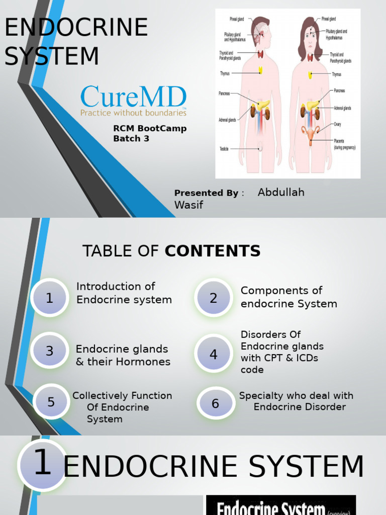 Endocrine System by Abdullah Wasif | PDF | Adrenal Gland | Wellness