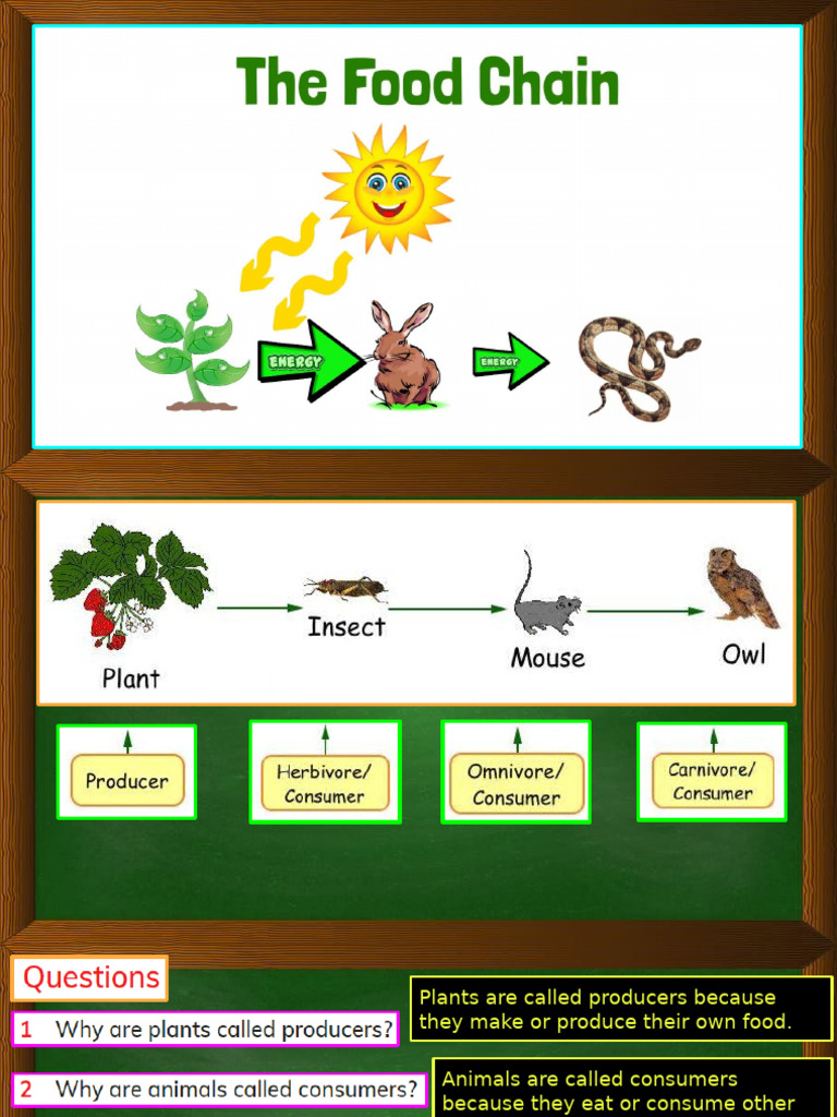 The food chain | PDF