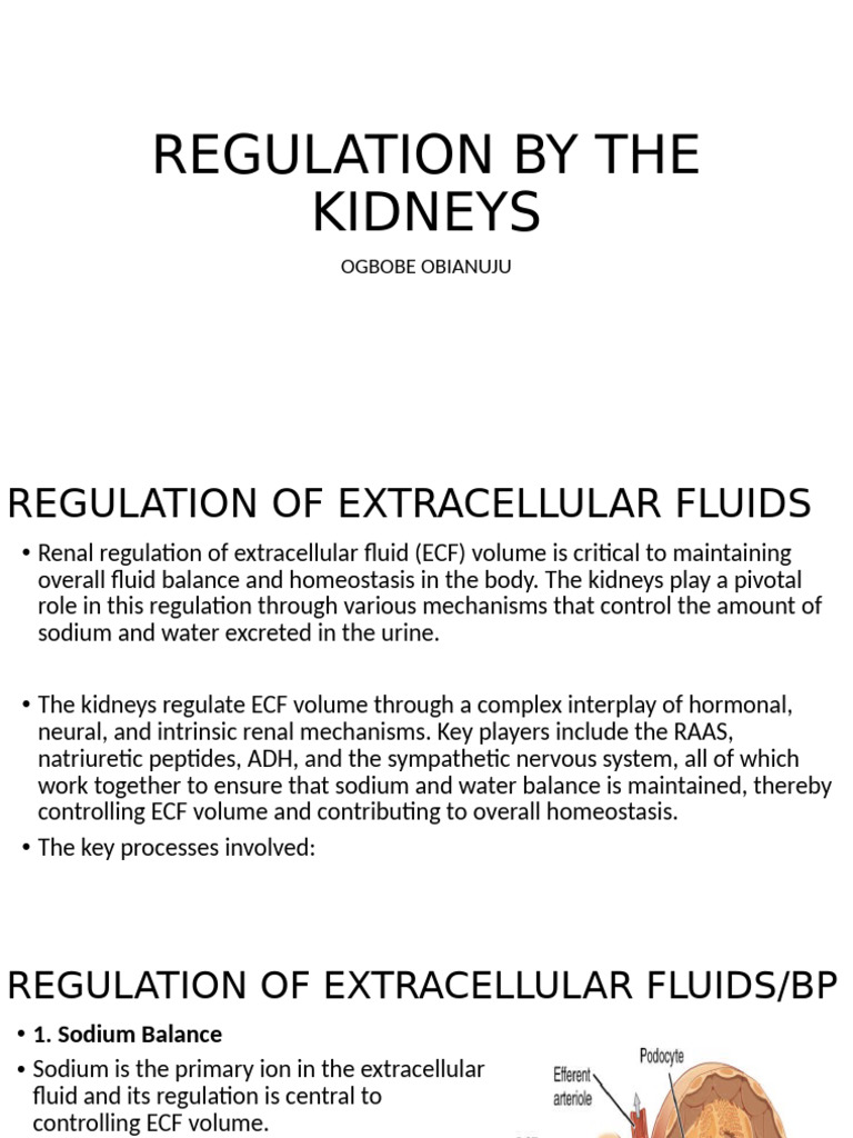 Regulation by The Kidneys | PDF | Angiotensin | Kidney