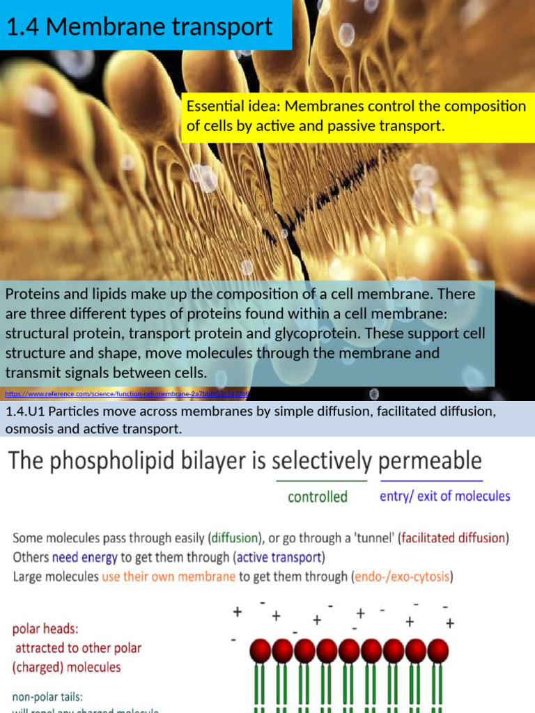 Cellular Transport | PDF
