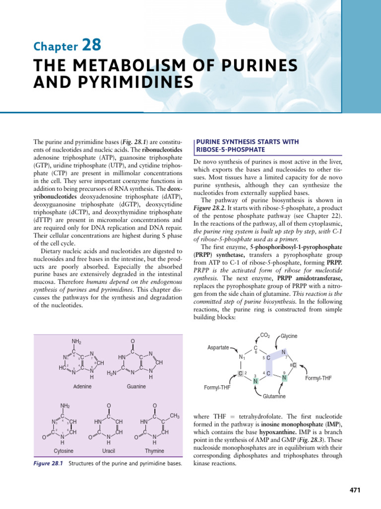 Metabolism of Purines and Pyrimidines | PDF | Nucleotides | Biosynthesis