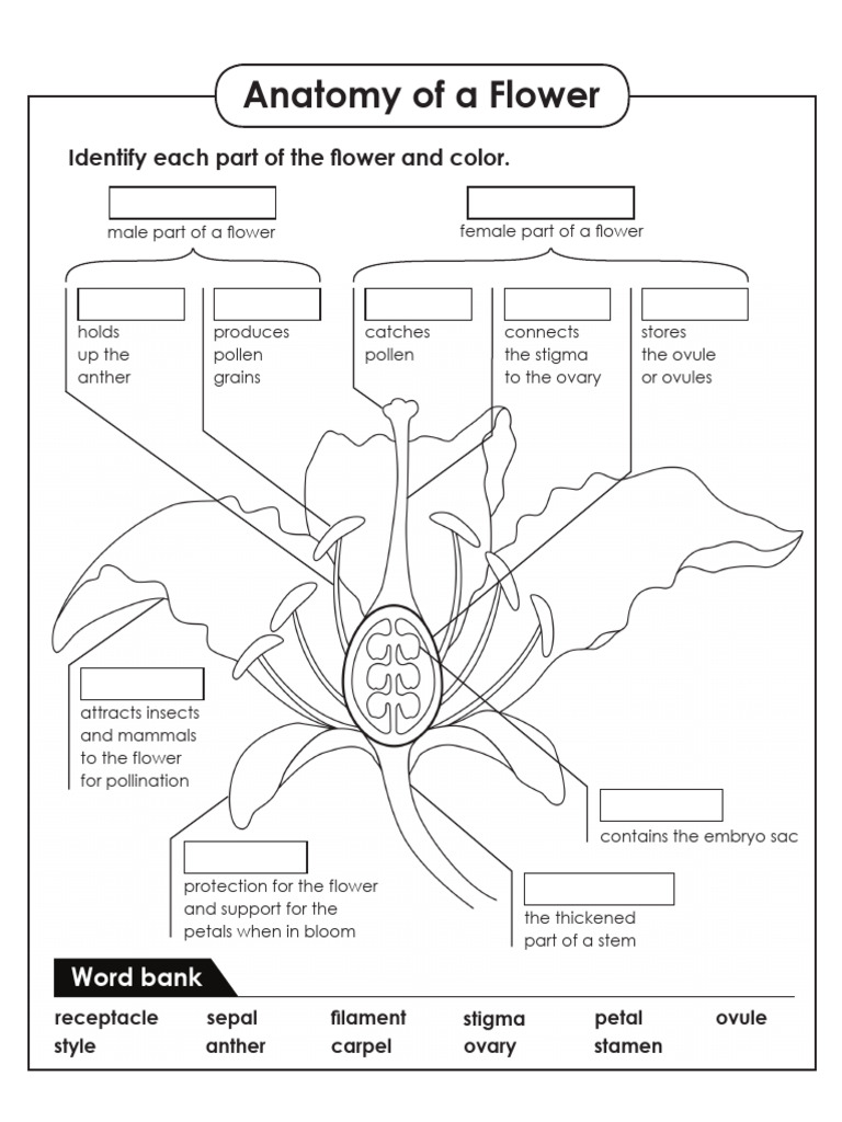 flower-anatomy-fillblank | PDF