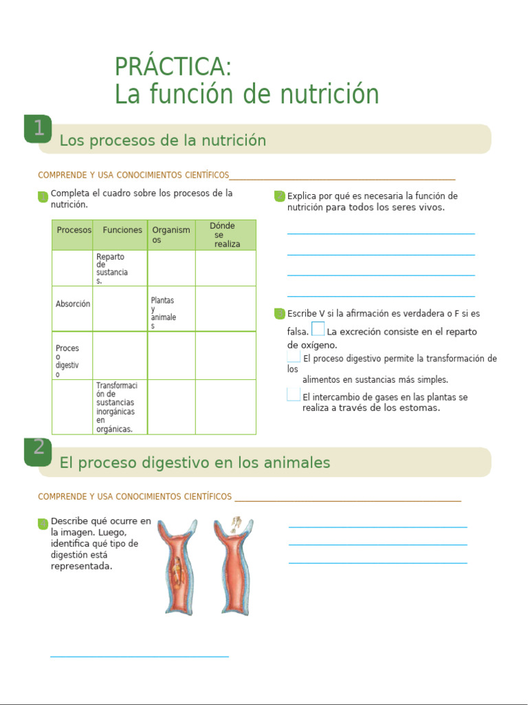 Funcion de Nutricion | PDF | Sistema digestivo humano | Digestión