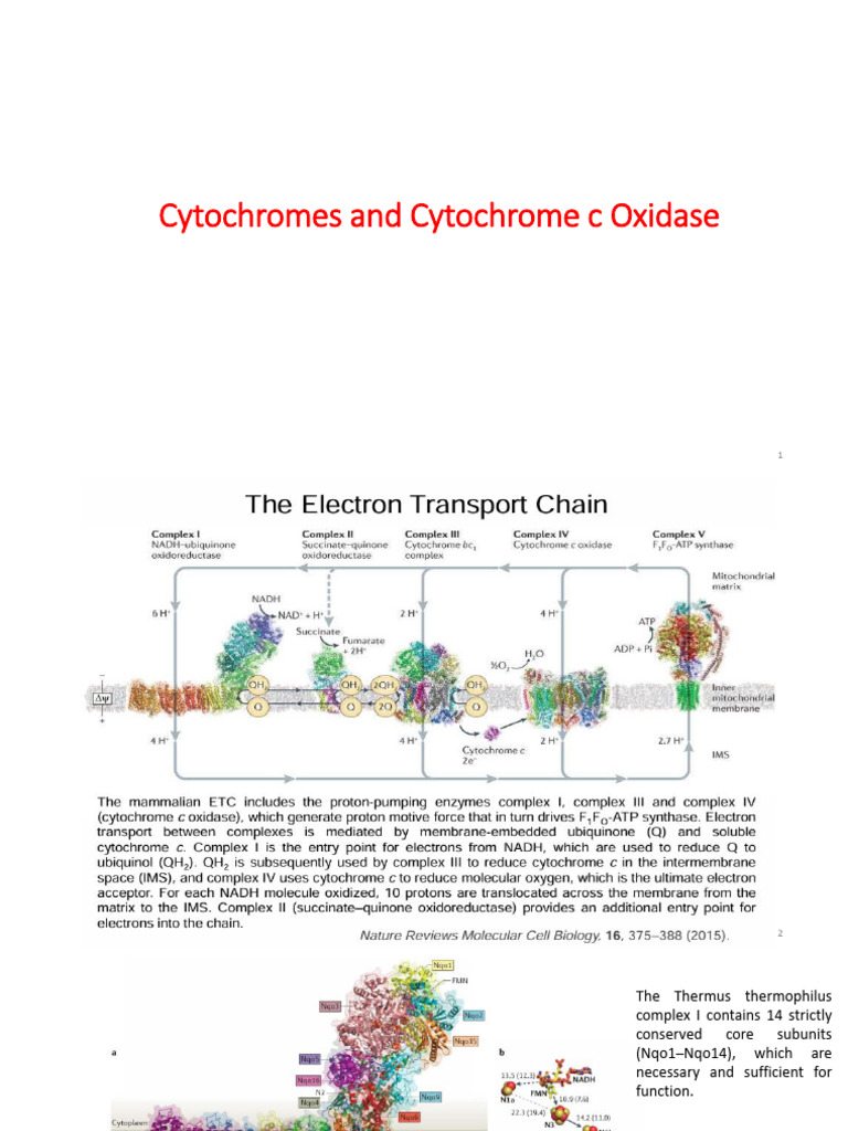 Cytochromes and Cytochrome c Oxidase | PDF