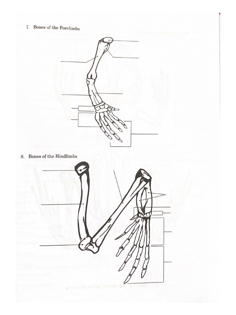 Bones of The Forelimbs | PDF