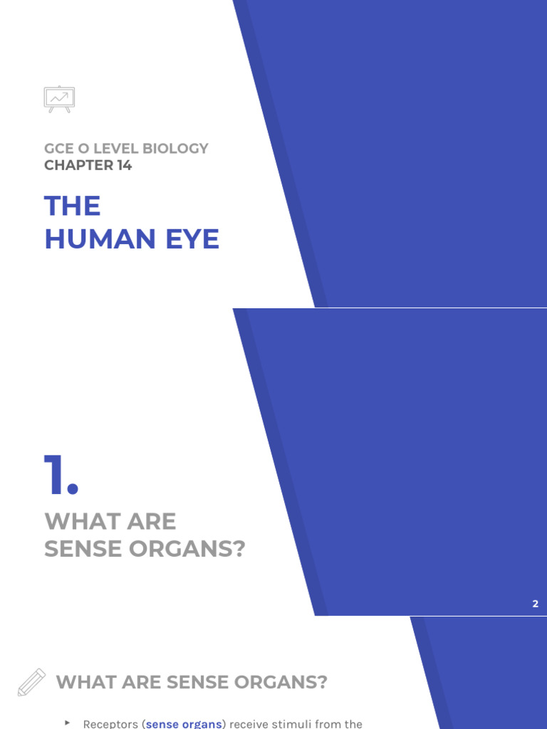 O-Level-Biology-14-The-Human-Eye | PDF