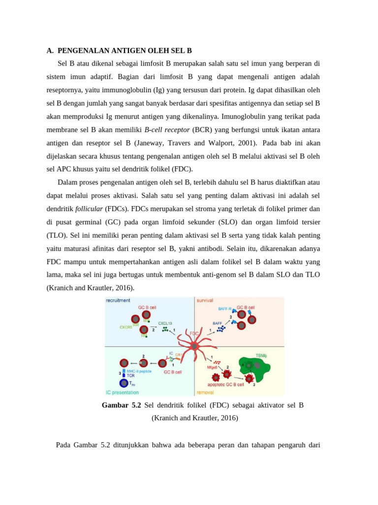PENGENALAN ANTIGEN OLEH SEL B (1) | PDF