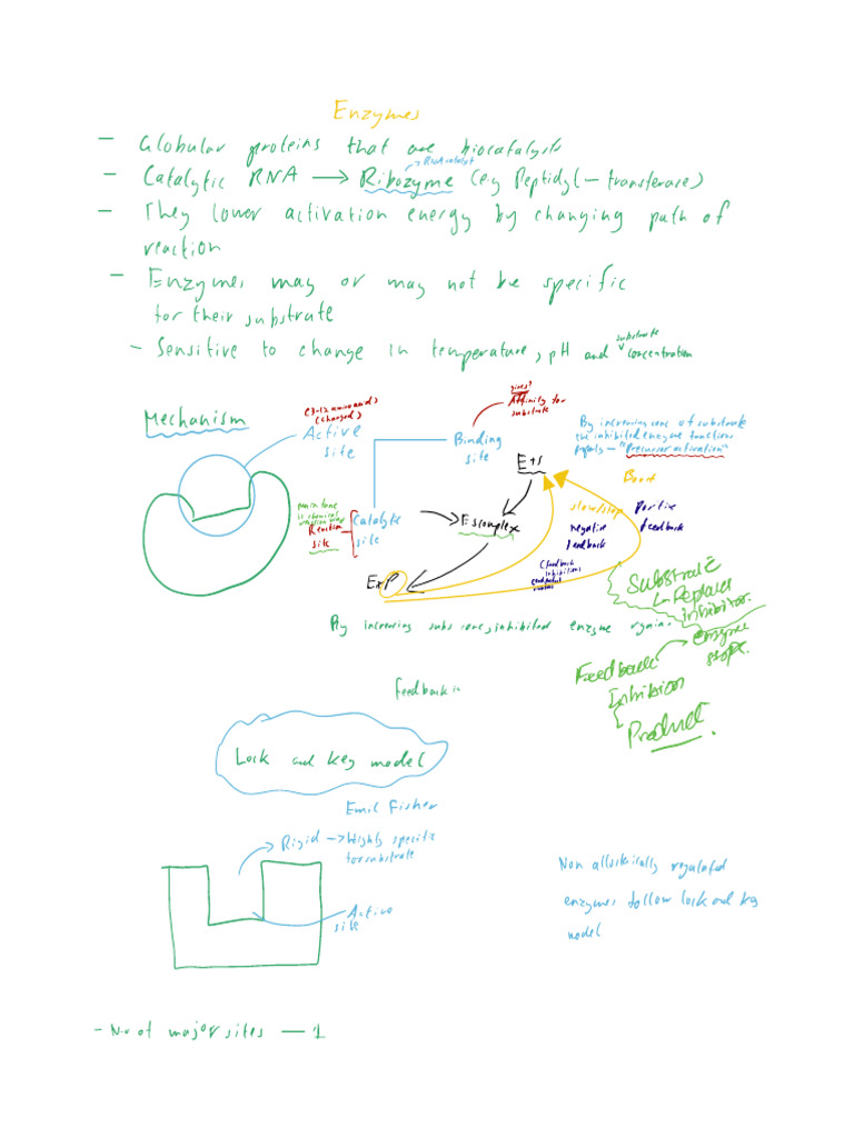 Unit 2b - Enzymes | PDF