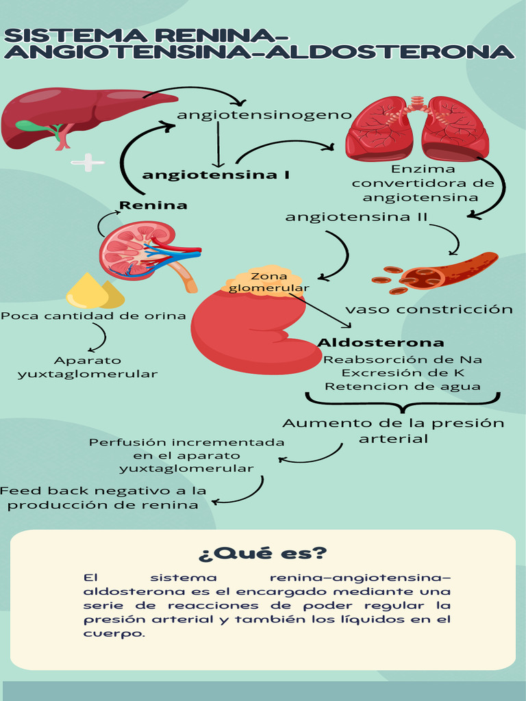 Sistema Renina Angiotensina Aldosterona PDF | PDF