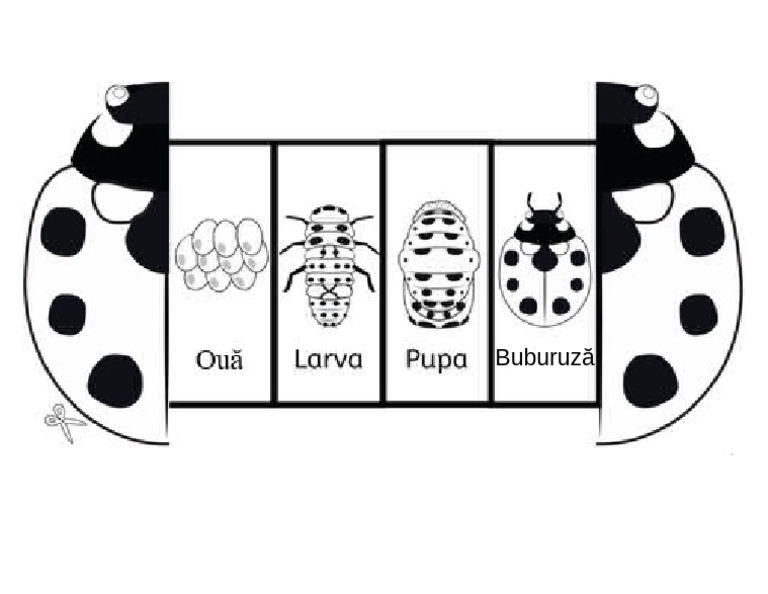 Ciclul de Viata Al Buburuzei | PDF