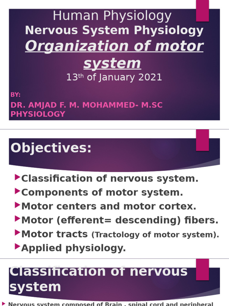 Organization of Motor System | PDF | Motor Neuron | Nervous System