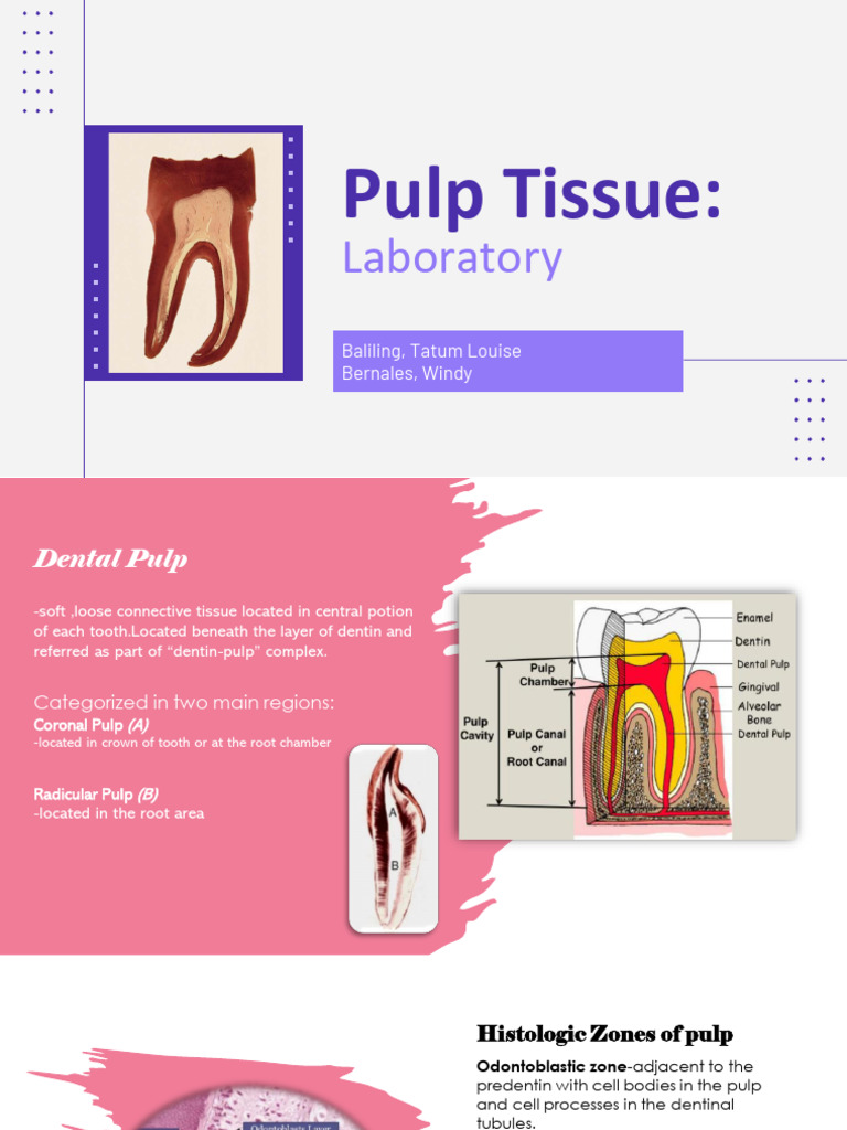 Pulp Tissue Lab | PDF