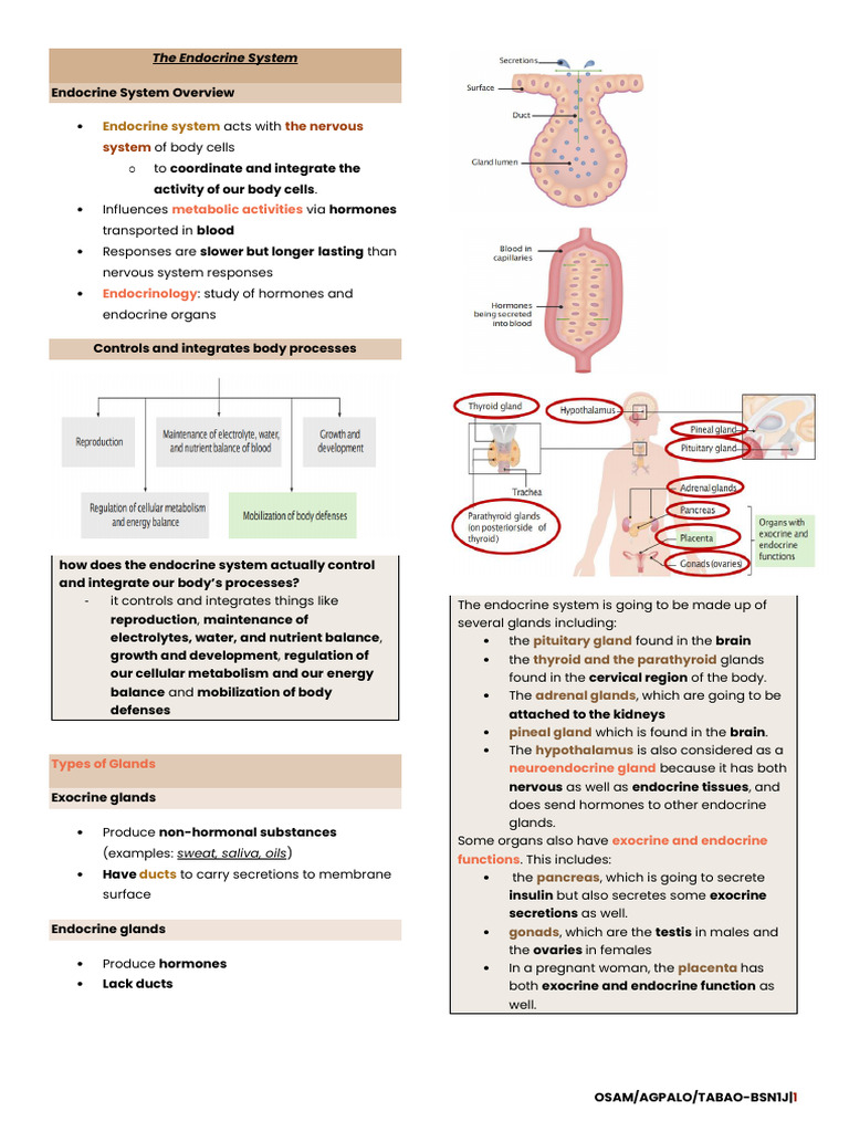 Endocrine System | PDF