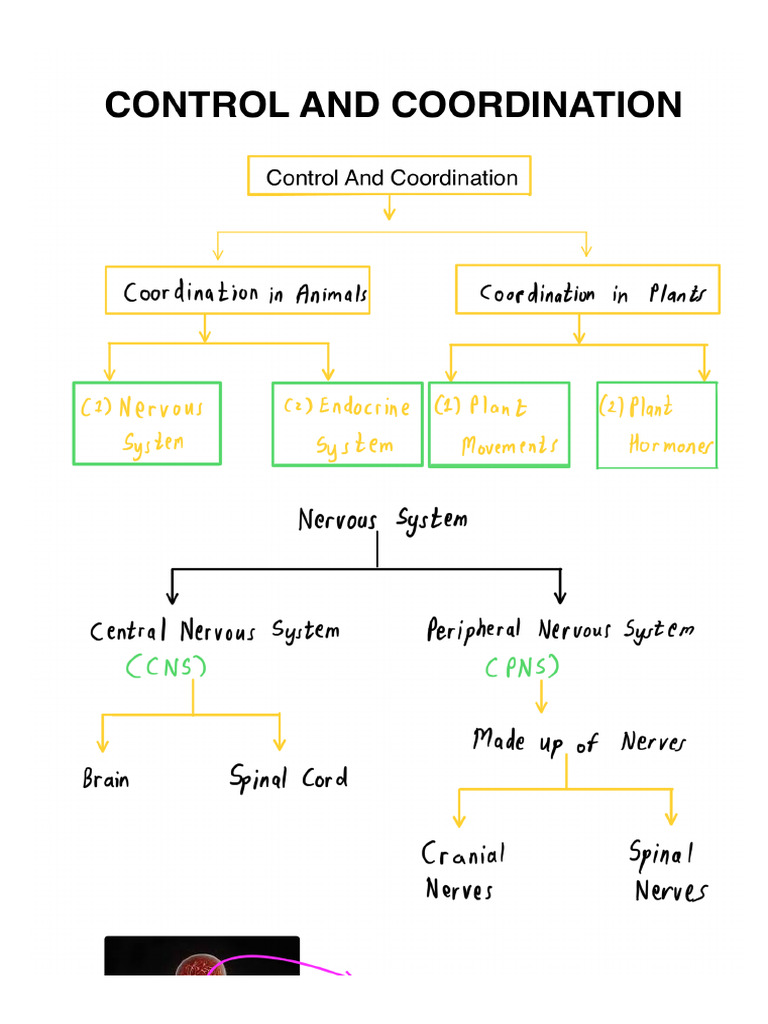 Coordination in Animals | PDF