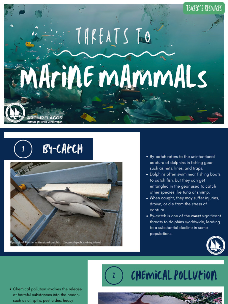 Teachers Resource - Threats To Marine Mammals | PDF