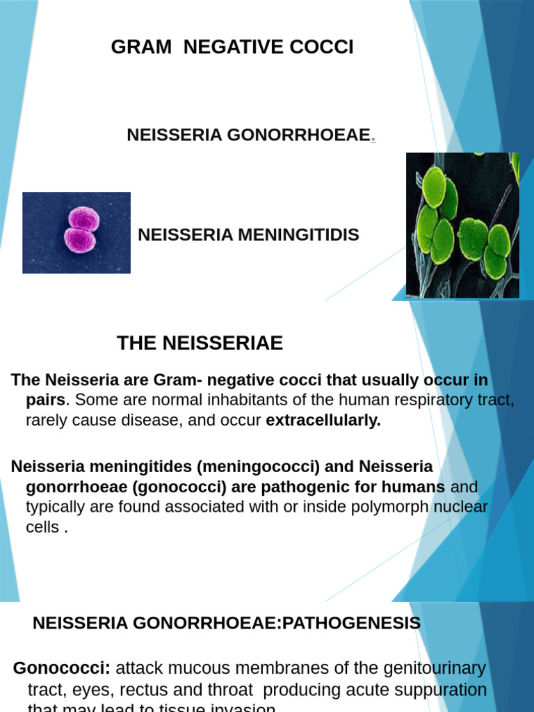 Gram Negative Cocci - Nuevo | PDF