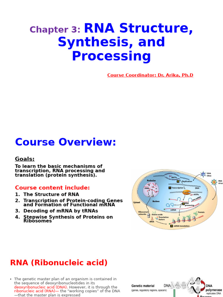 RNA Structure, Synthesis, and Processing | PDF | Rna | Science ...