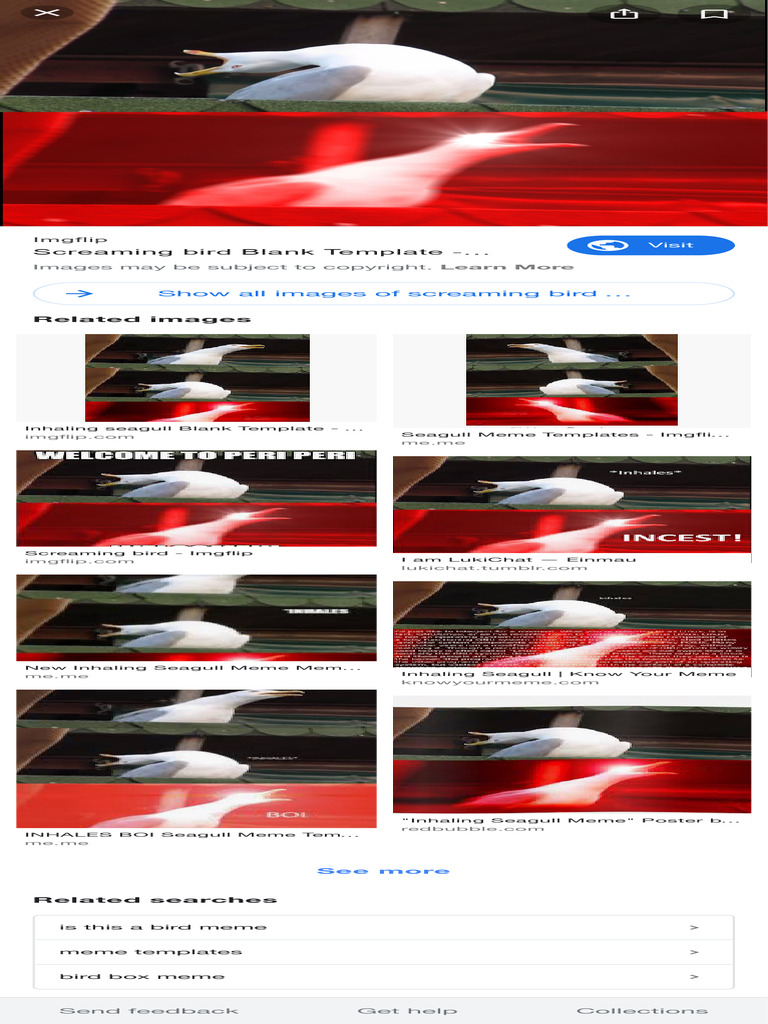 Screaming Birc Meme - Google Search | PDF