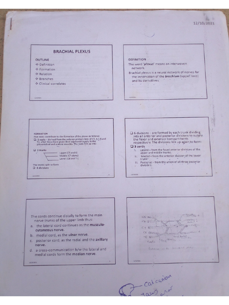 Brachial Plexus | PDF