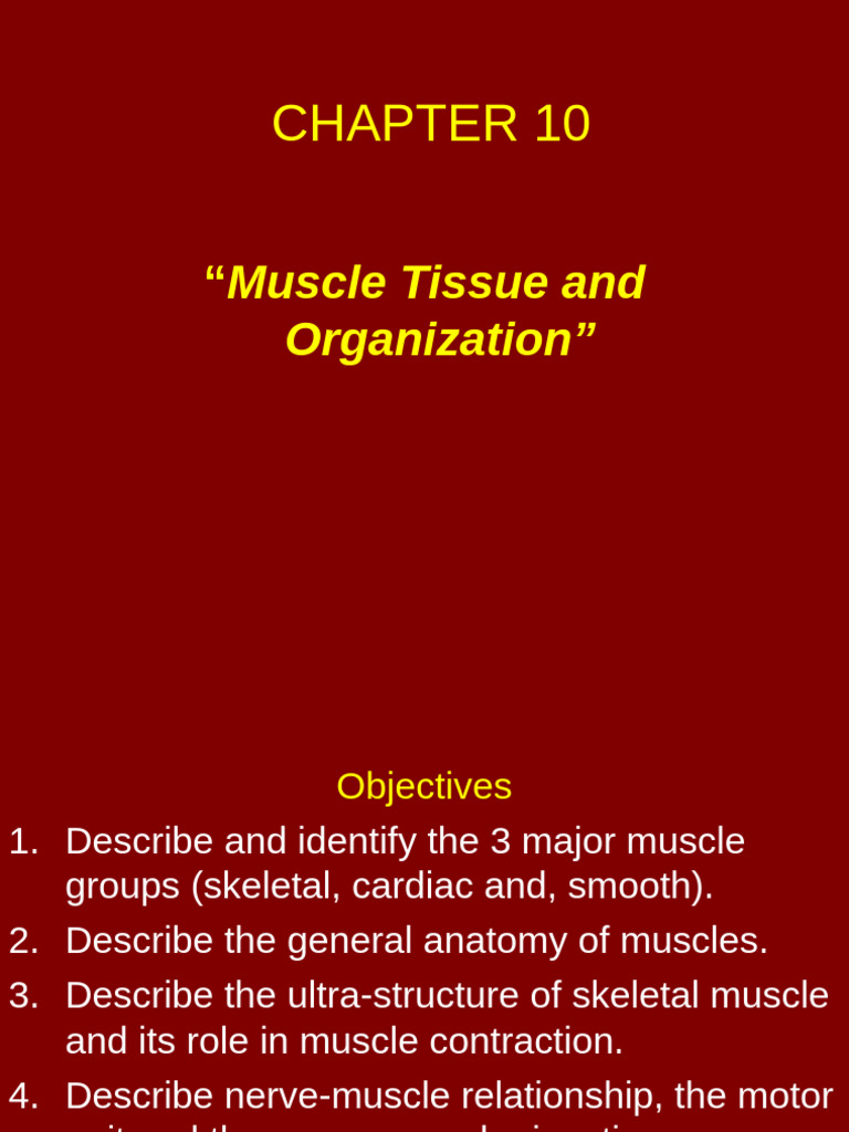 Muscle Tissue | PDF