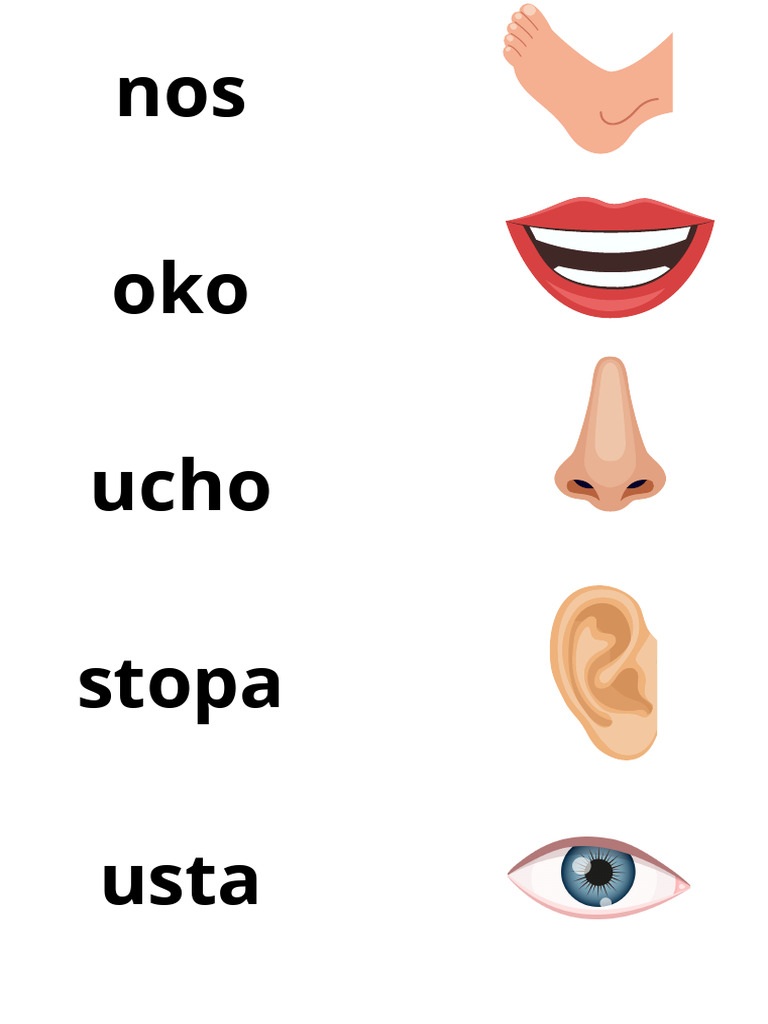 Nos Oko Ucho Stopa Usta | PDF