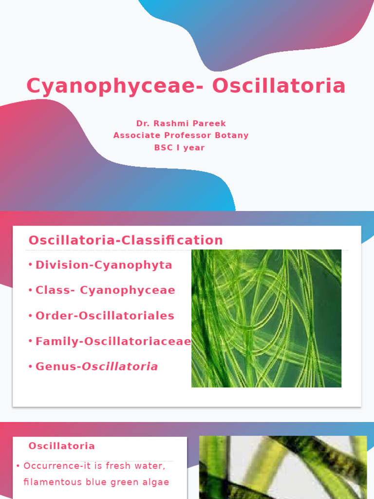 Cyanophyceae - Oscillatoria Part 1 | PDF