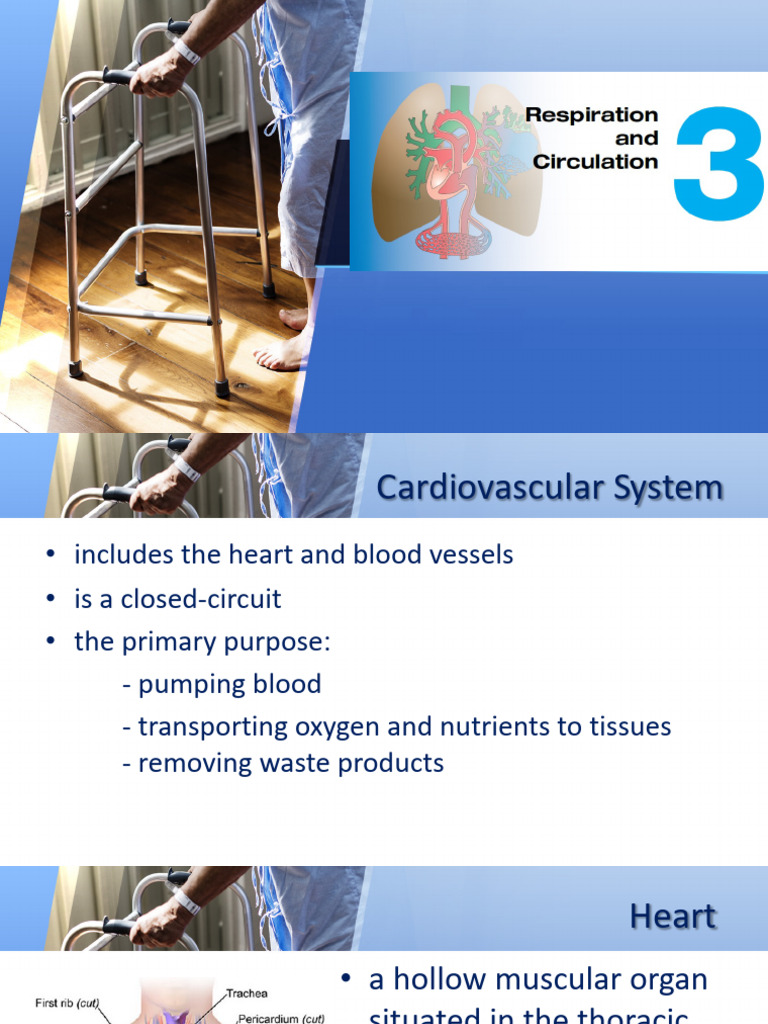 3 Respiration and Circulation | PDF | Heart | Lung