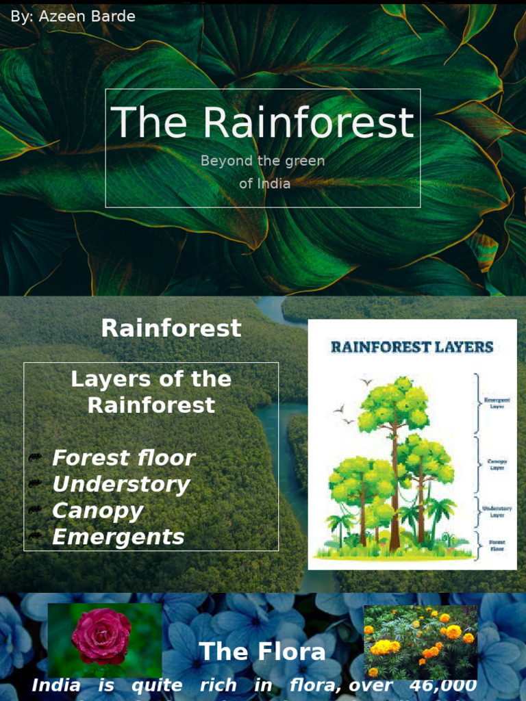 Rainforest | PDF