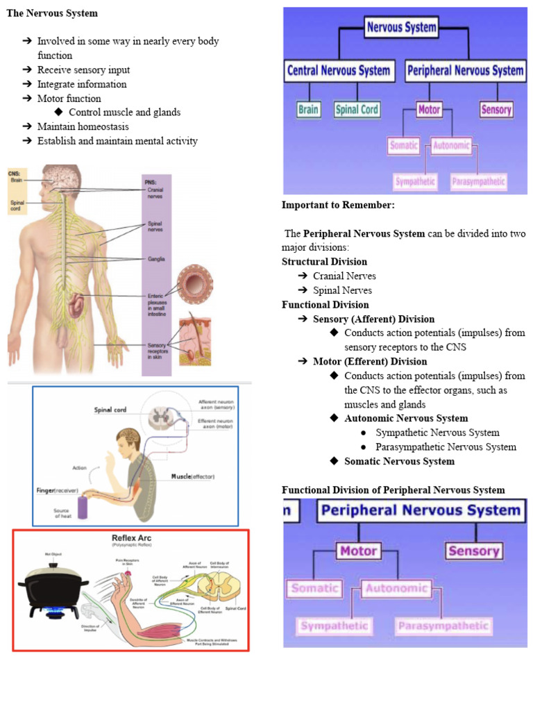 The Nervous System | PDF