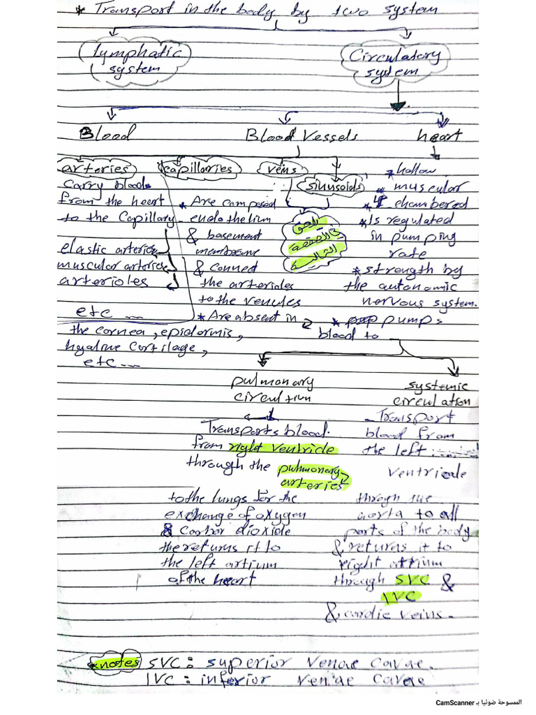 Basic Structure of Blood Vascular System | PDF