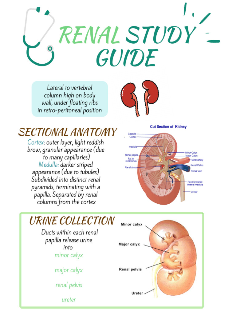 Renal study guide | PDF
