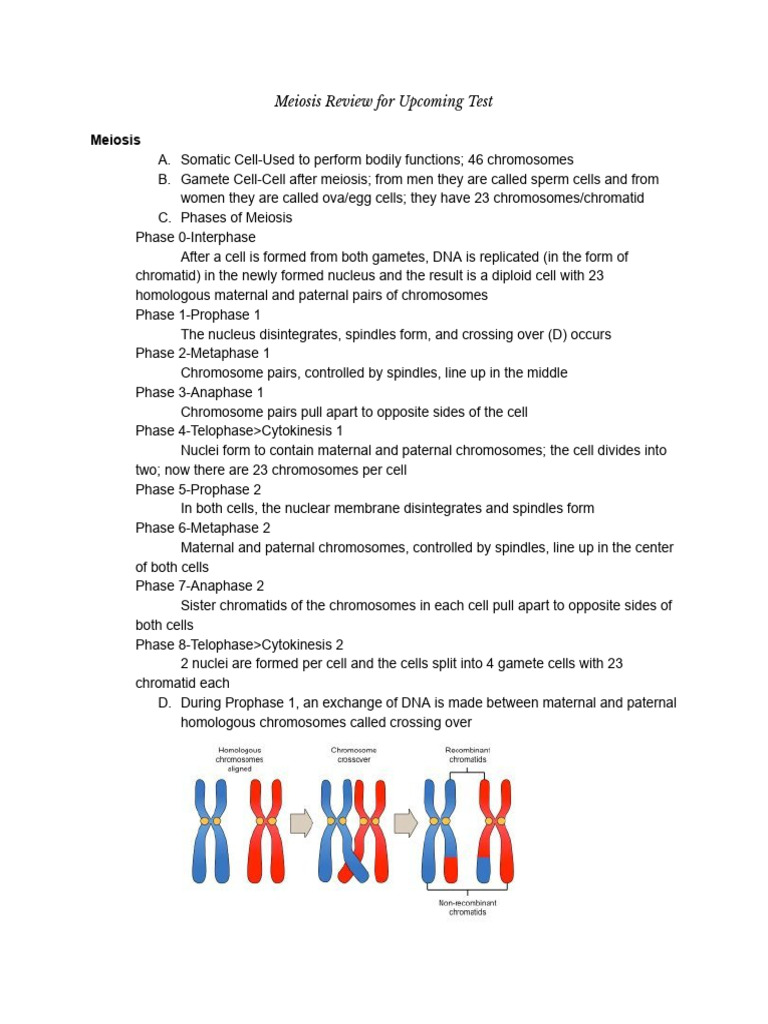 Meiosis Review Sheet | PDF | Dominance (Genetics) | Meiosis