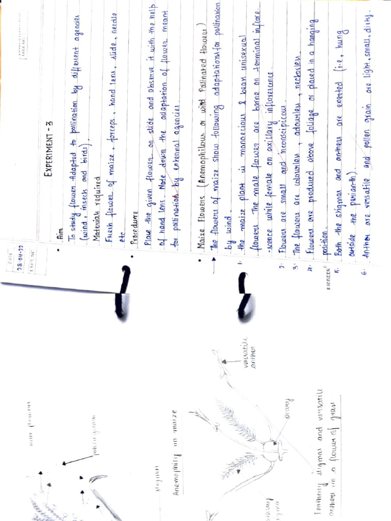 SPOTS... 1 AND 2 Pollination and Pollen Germination | PDF | Flowers ...