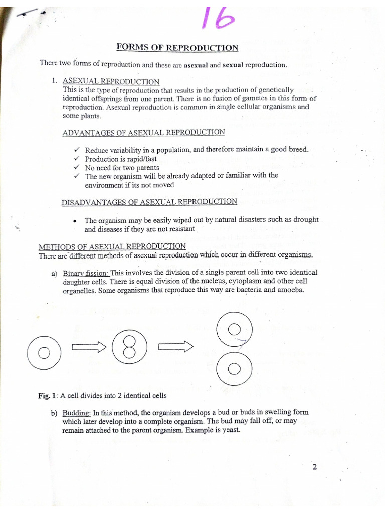 Maths Paper 3 Revision Booklet | PDF