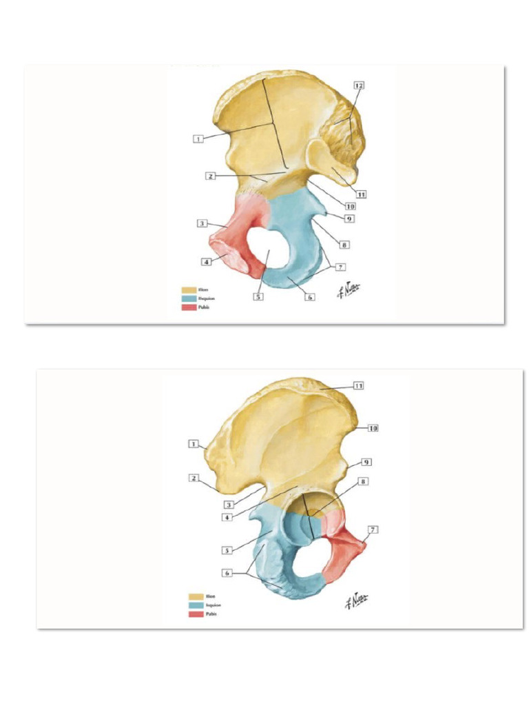 Miembro Inferior | PDF