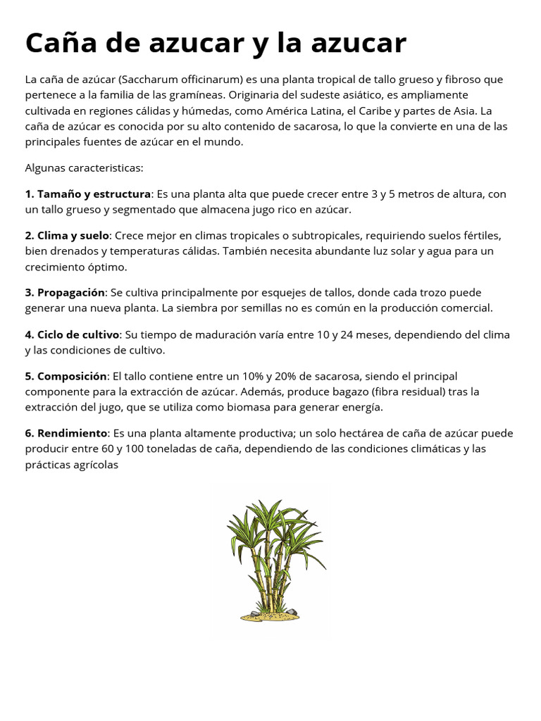 Características de la caña de azúcar | PDF | Caña de azúcar | Azúcar