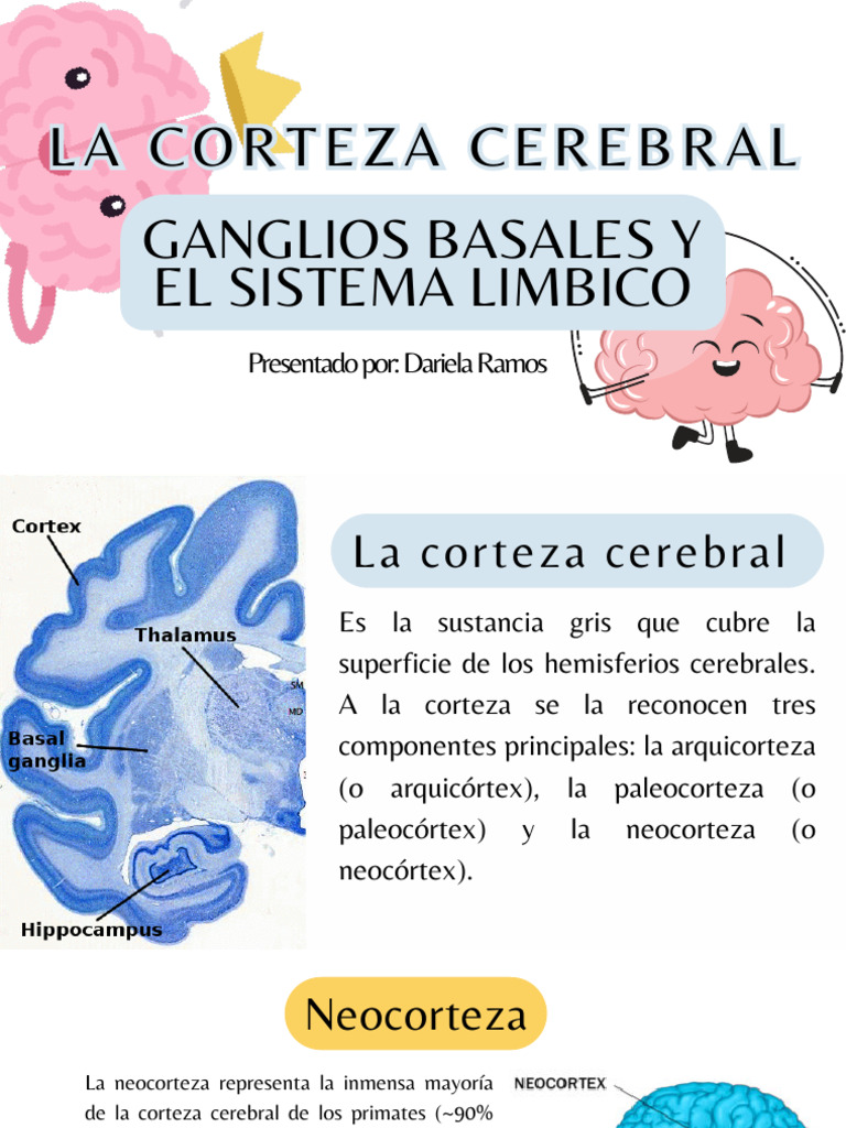 Corteza Cerebral | PDF
