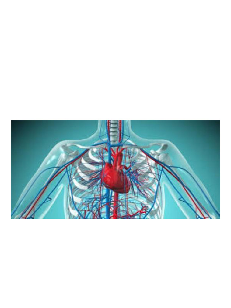 Final Draft Cardiovascular System | PDF