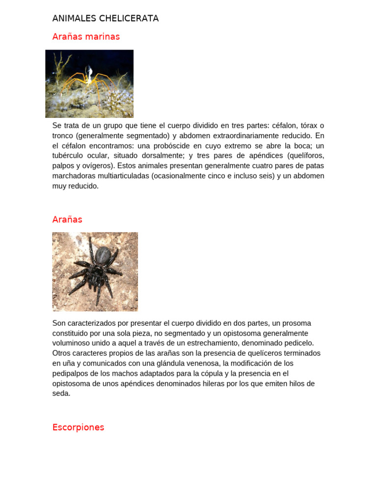 Animales Chelicerata | PDF