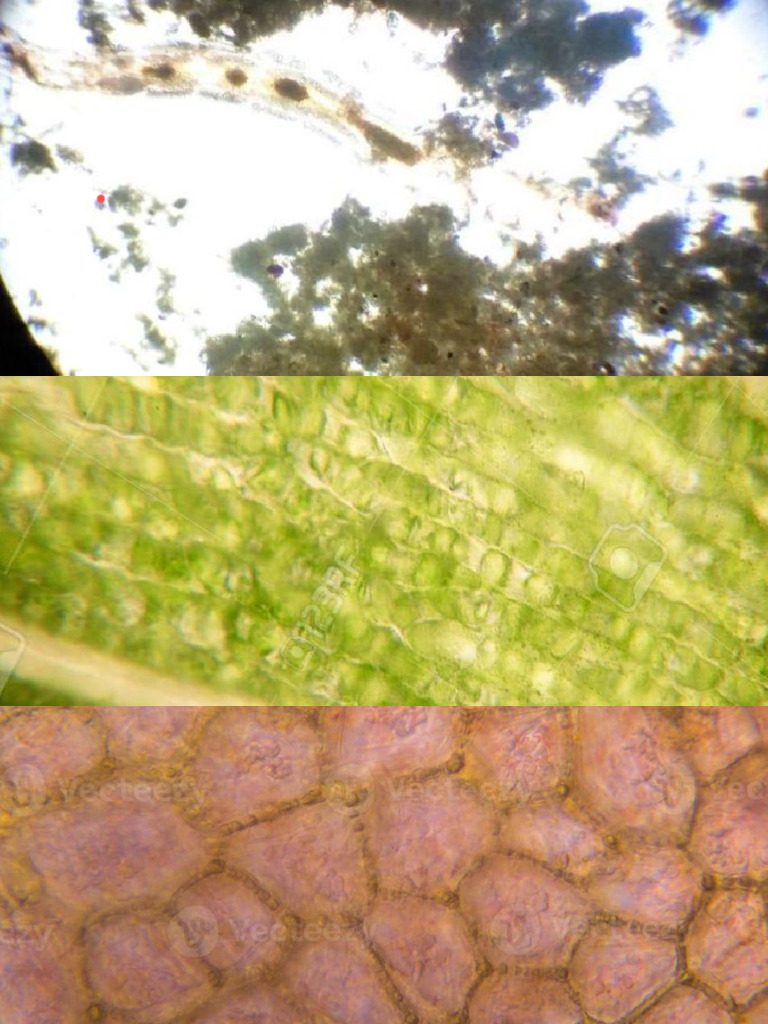 Escaneado 20240918-0020 | PDF