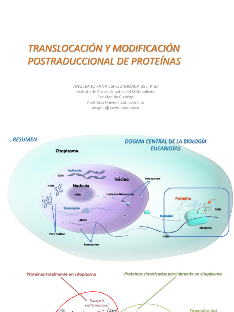 Translocación y Distribución de Proteínas | PDF