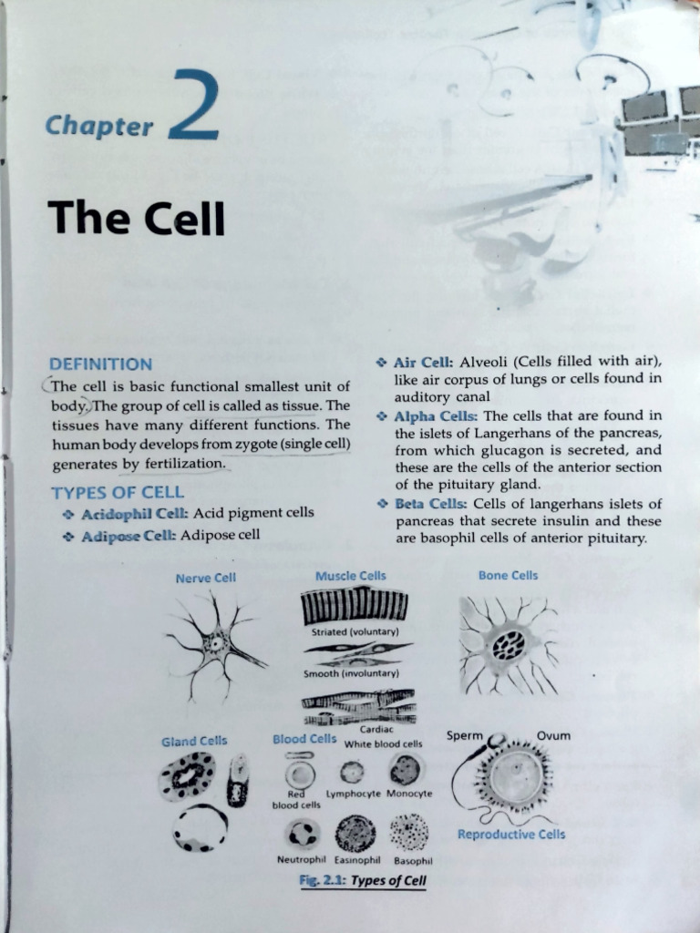 Cell | PDF