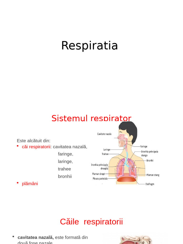 2 Sistemul Respirator | PDF