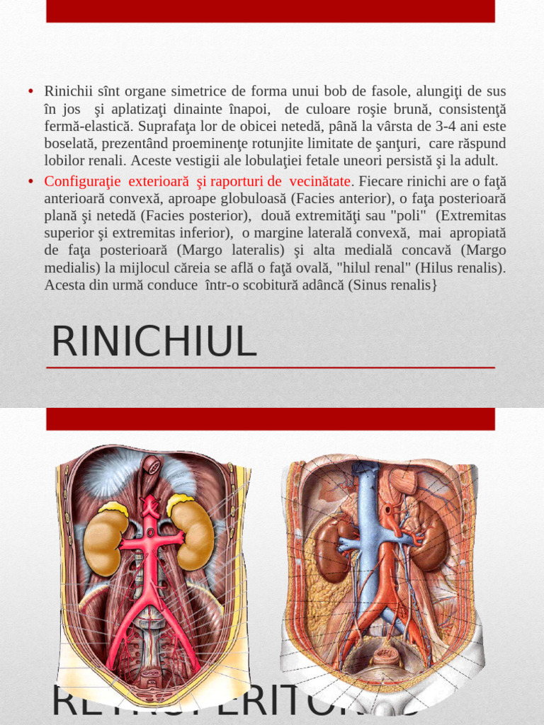 Curs 11,12 Sist Uro-Genital | PDF