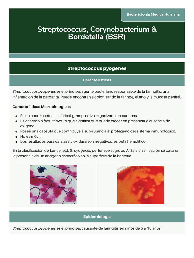Tema #15 - Streptococcus, Corynebacterium & Bordetella (BSR) | PDF