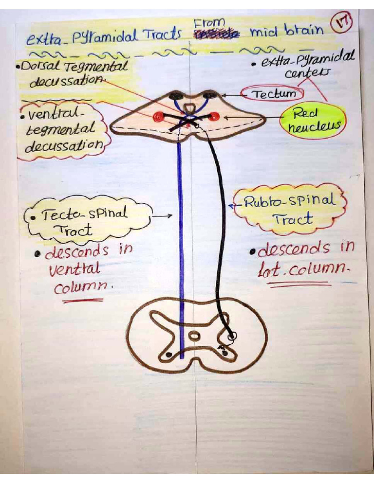 CNS.anatomy.sameh | PDF