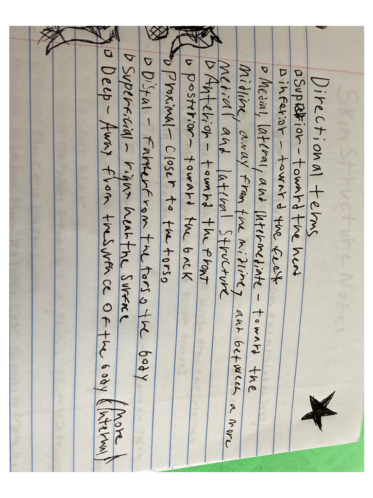 Anatomy Directional Terms Notes | PDF